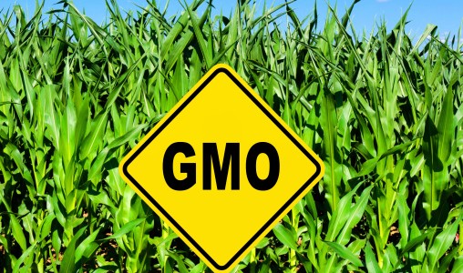 OGM negli alimenti: i risultati dei controlli ufficiali nel 2016