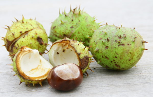 Castagne d'India o "matte": una guida per prevenire le intossicazioni
