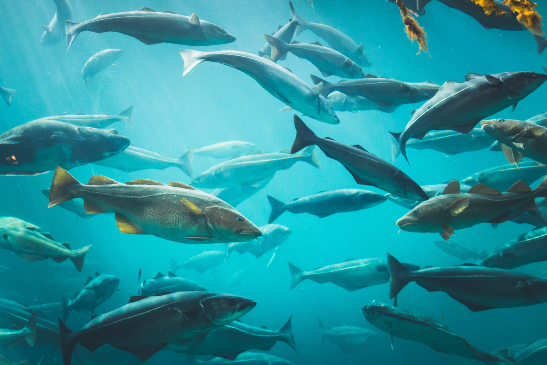 Merluzzo del Baltico sempre più piccolo per sfuggire alla pesca