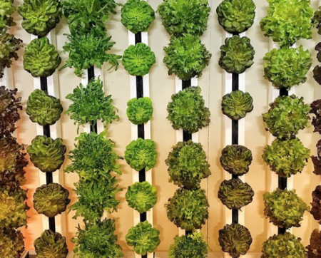 Idroponica, sempre più diffusa in Europa. Il caso di Farm Urban