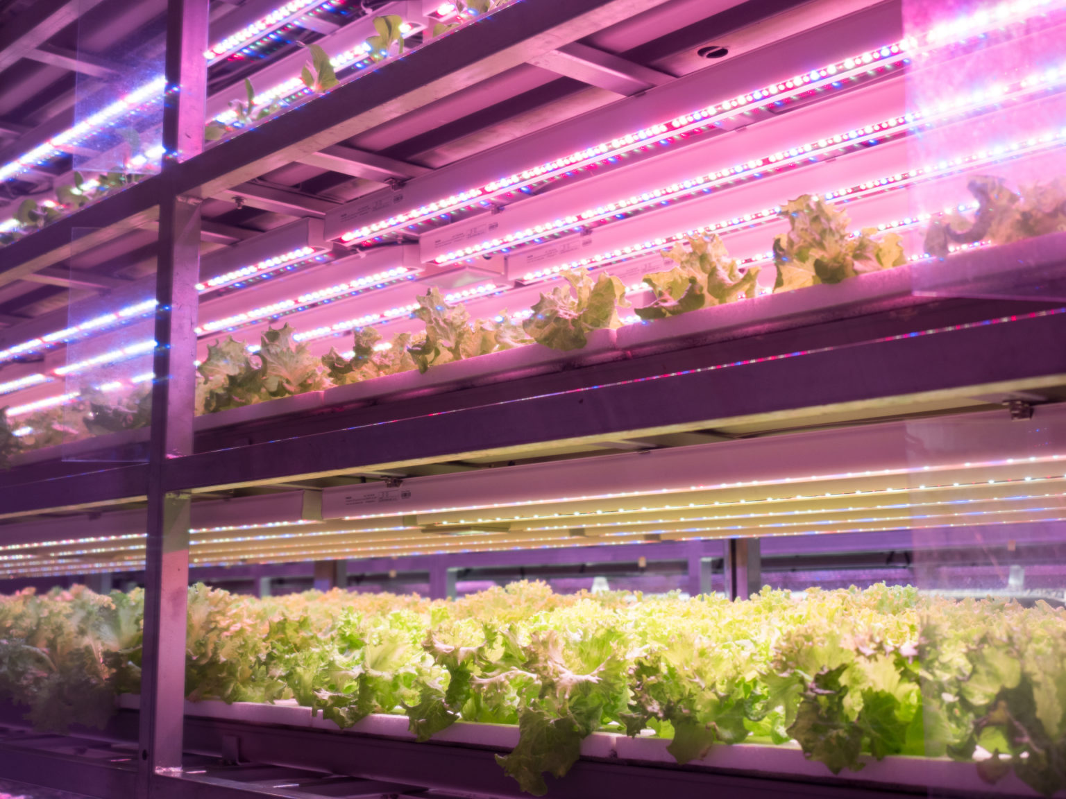 Vertical farming: l'ortofrutta del futuro è coltivata nelle aree dismesse