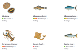 Pesce e sostenibilità, per scelte consapevoli c'è la Good Fish Guide