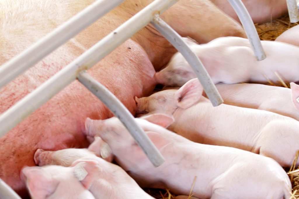 Suini, le raccomandazioni di Efsa per il benessere animale
