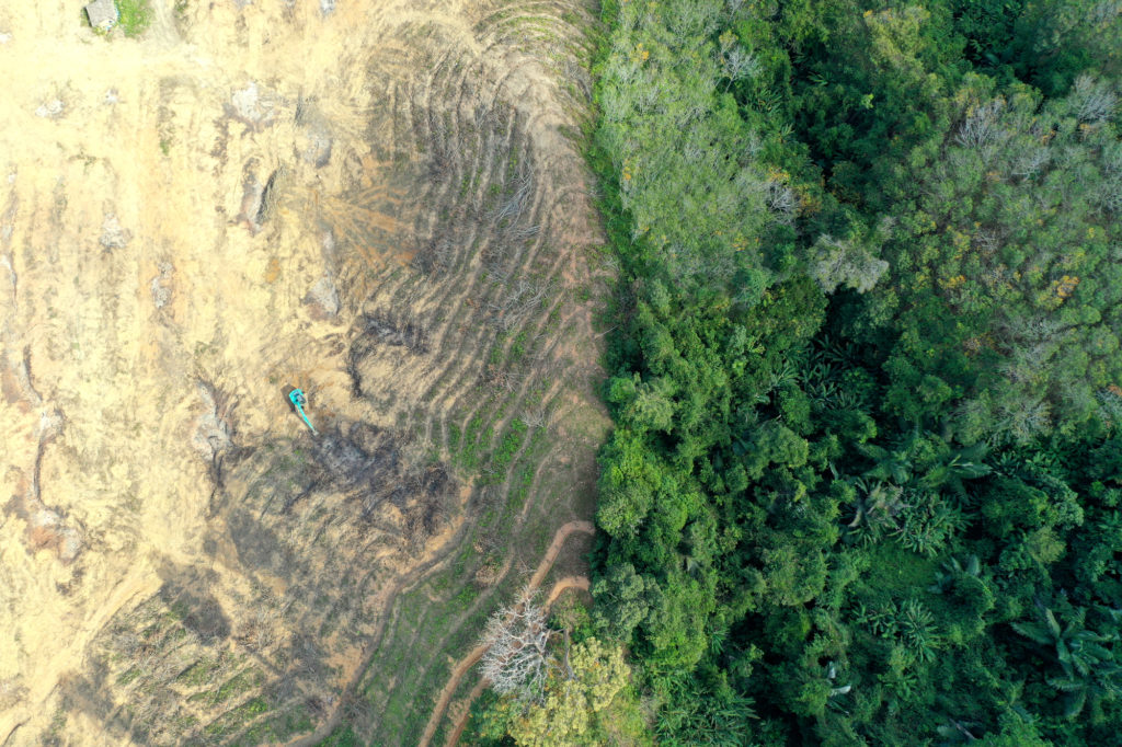 Deforestazione: almeno il 90% è causato dall'agricoltura
