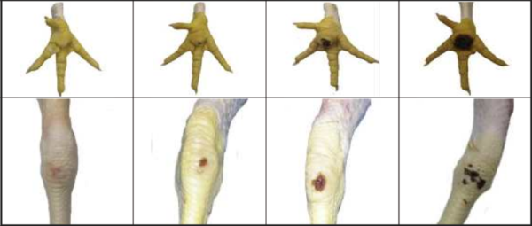 Troppe bruciature sulle zampe dei polli, il problema hock burns