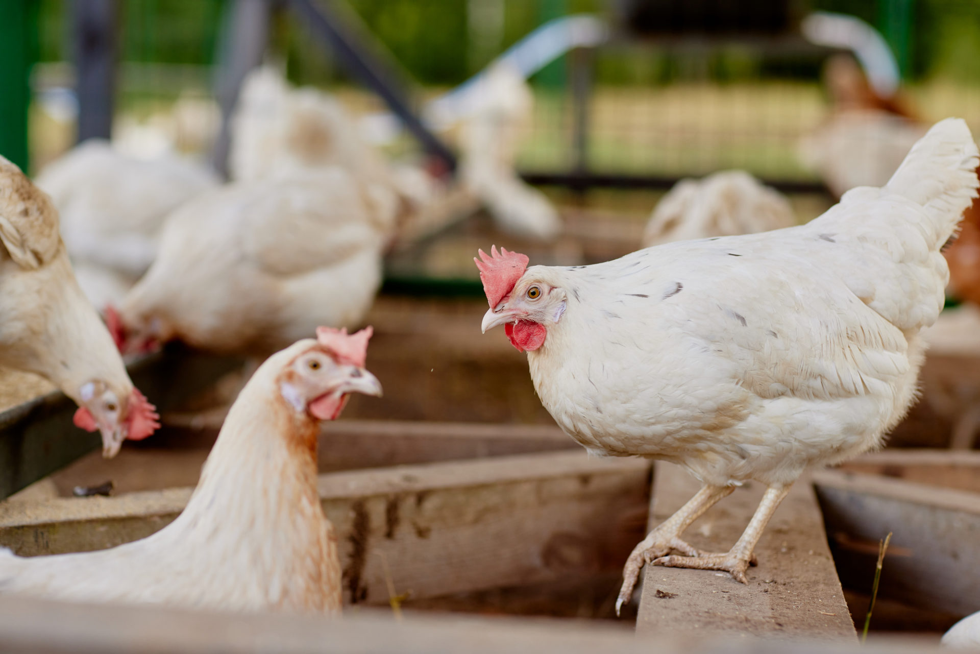 Polli: che differenza c'è tra i vari sistemi di allevamento?