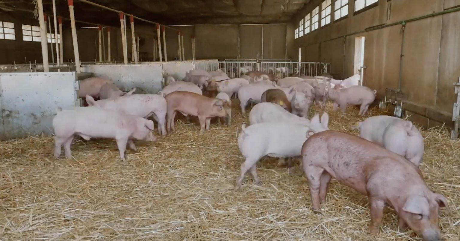 Suini: come riconoscere prodotti da allevamenti più rispettosi?