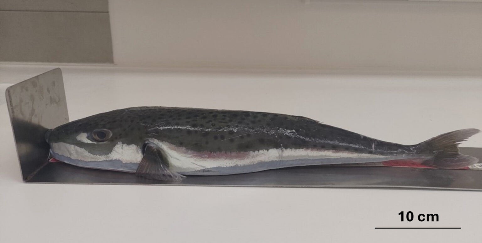 Pesce palla argenteo: arriva in Croazia. Attenzione al suo veleno!