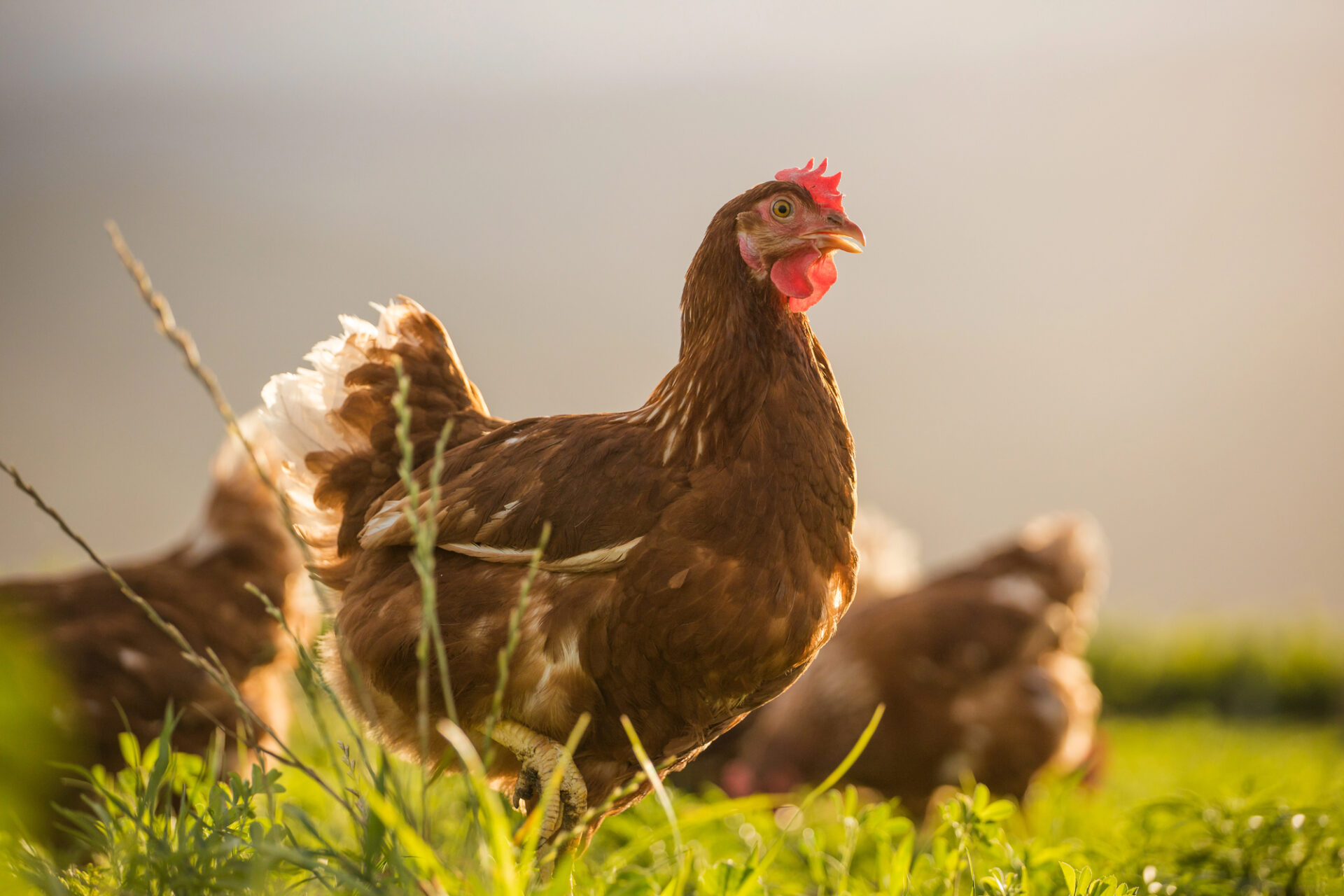 Gli sventurati polli di Aia, Amadori e Fileni: ustioni e strisce bianche