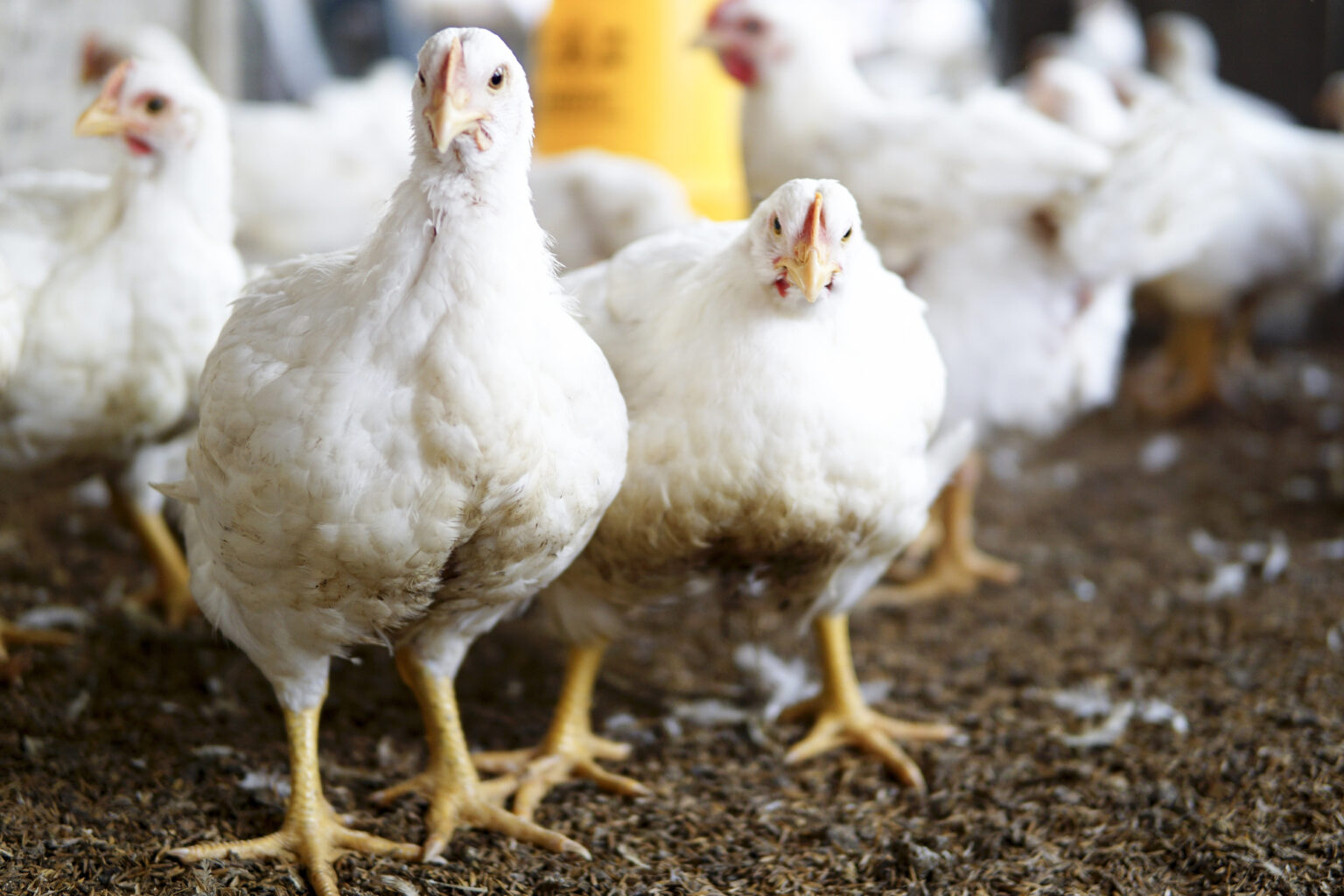 AIA-Veronesi: galline divorate vive e allevamenti sotto accusa